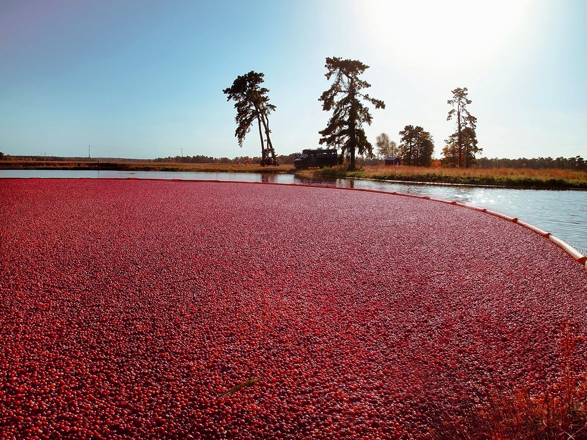 Map: Five Cranberry Bogs You Can Tour in Massachusetts