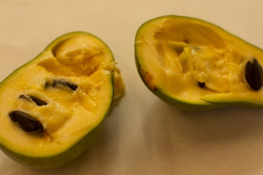 There's a Secret Tropical-Like Fruit Growing in Massachusetts