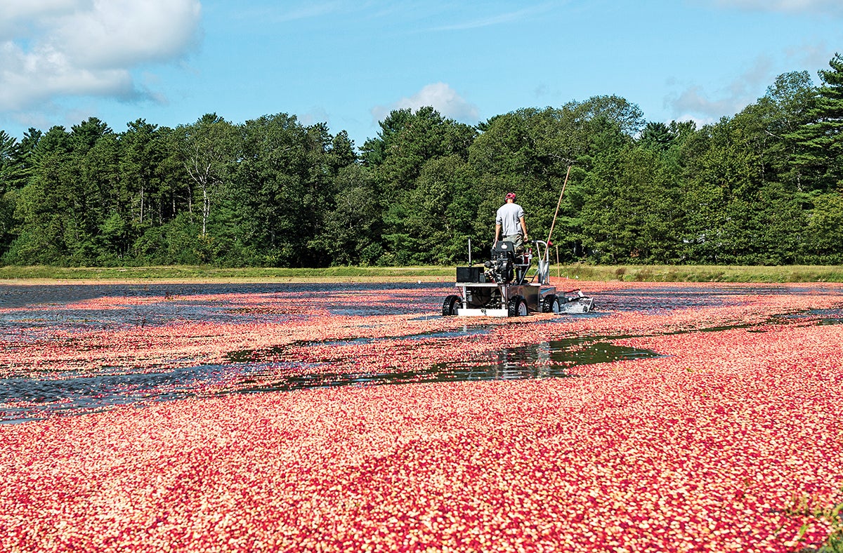 Can Ocean Spray CEO Randy Papadellis Save the Cranberry Business?