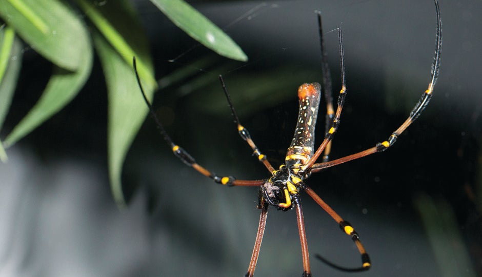 Spiders are Here for the Summer! - Boston Magazine