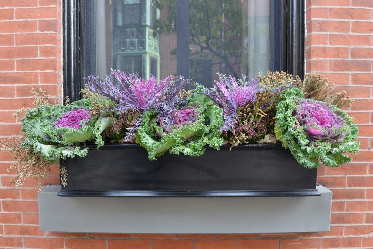 The Art of the Window Box: A Few Tips and Tricks