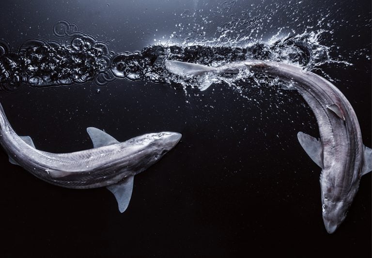 Cod Is Dead—Is Dogfish the Answer? - Boston Magazine