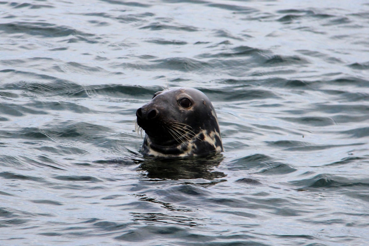 Seal Poop Closes Beach in Cape Cod