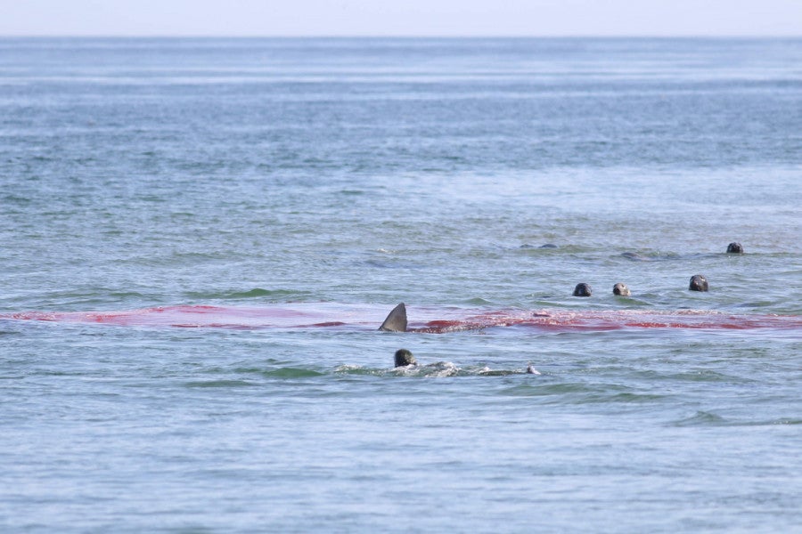 All the Ideas for Preventing More Shark Attack Deaths on Cape Cod