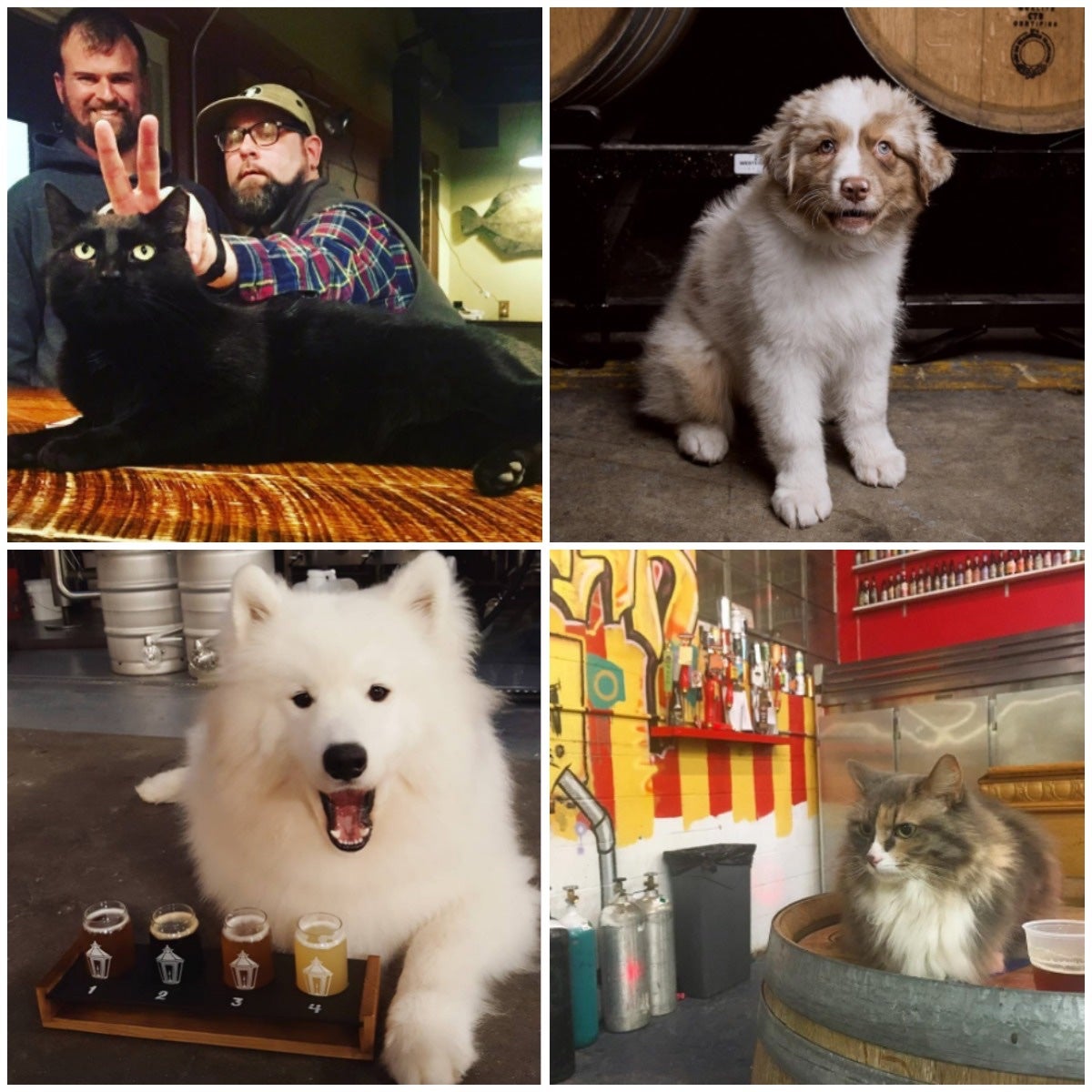 New England Breweries with Cats and Dogs on Instagram