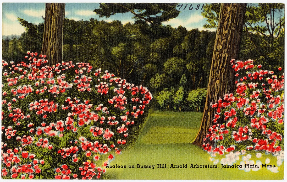 15 Vividly Vintage Postcards of Boston