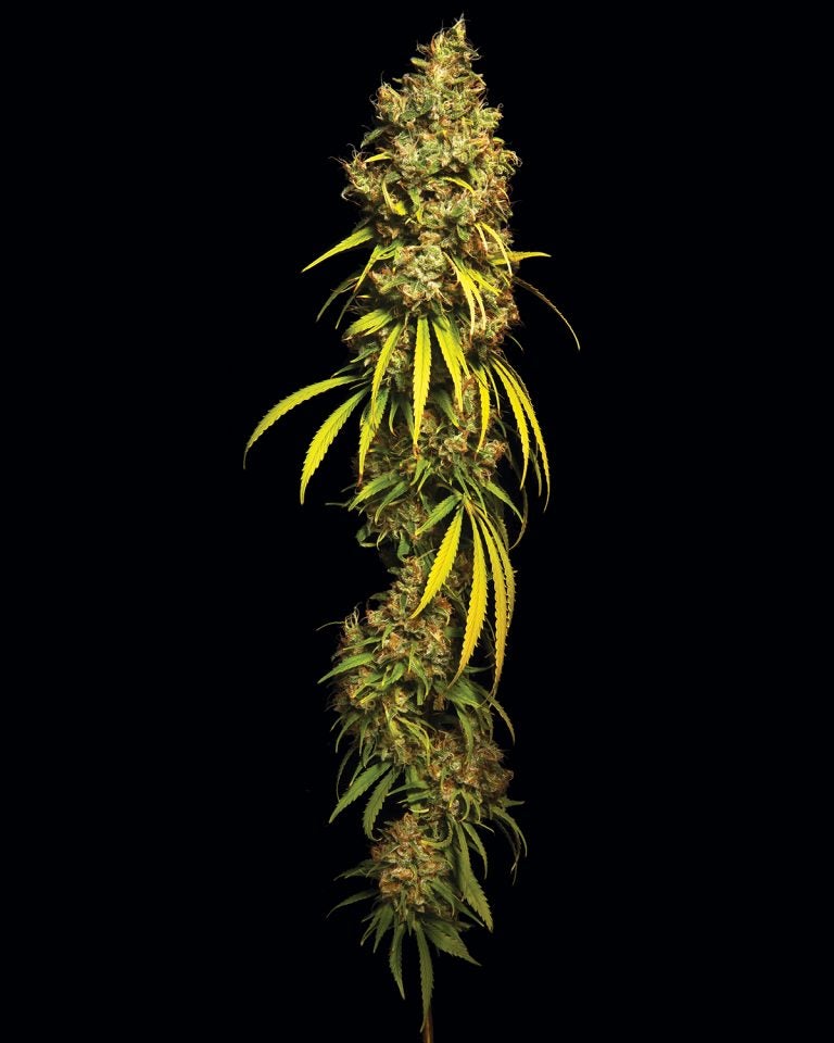 The Pros and Cons of Legalized Marijuana - Boston Magazine
