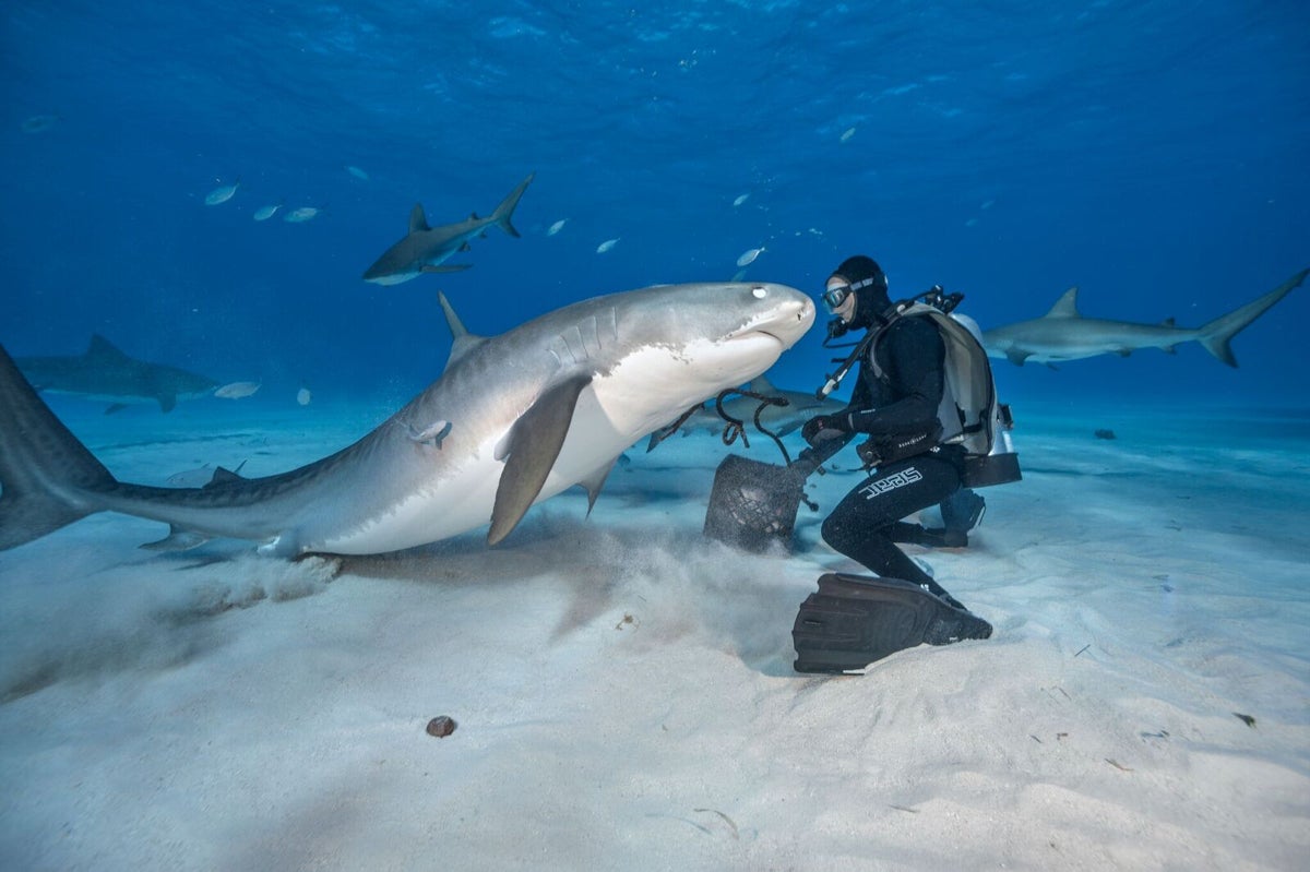Brian Skerry, Shark Photographer, Wants Us to Stop Ruining the Ocean