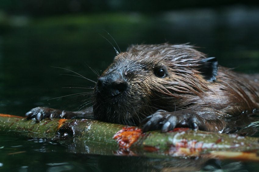 Massachusetts May Centralize Control Over Beaver Population