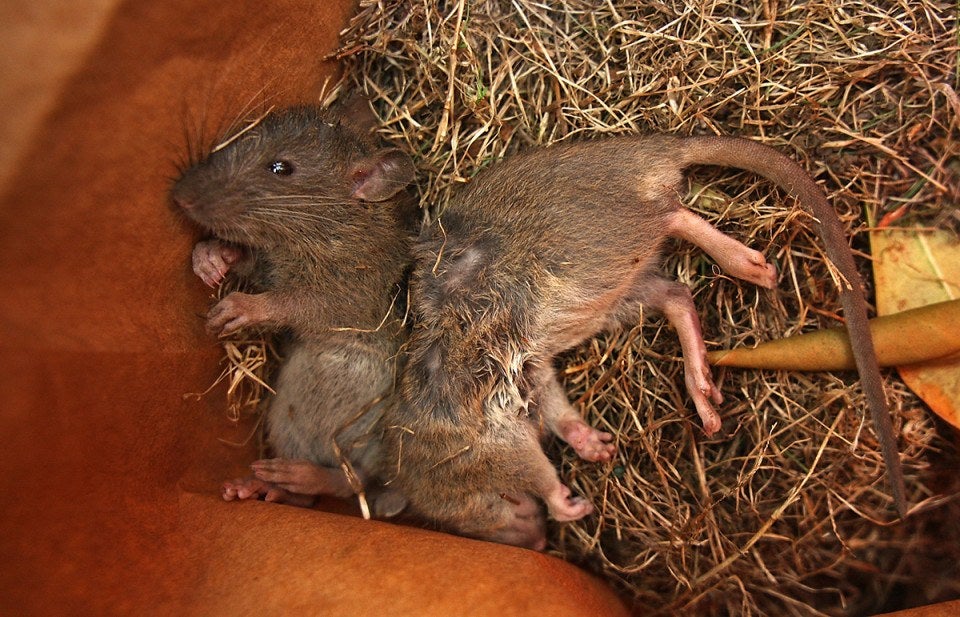 Aw, Rats! Boston's Rats Are in Charge. We Just Live Here.