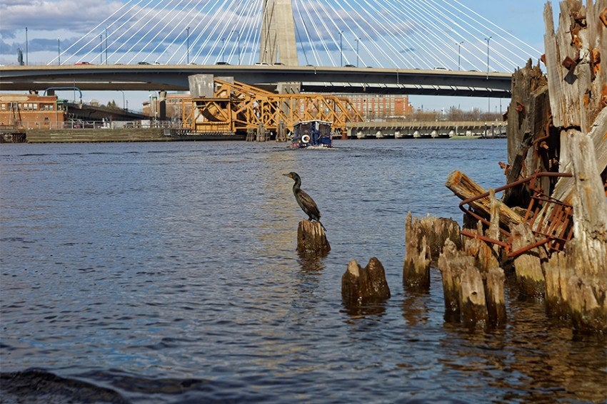 Taking Flight with Boston's Millennial Birders