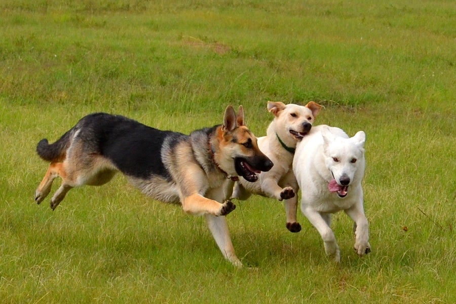 Where to Find an Off-Leash Dog Park in Boston, Cambridge, and Somerville