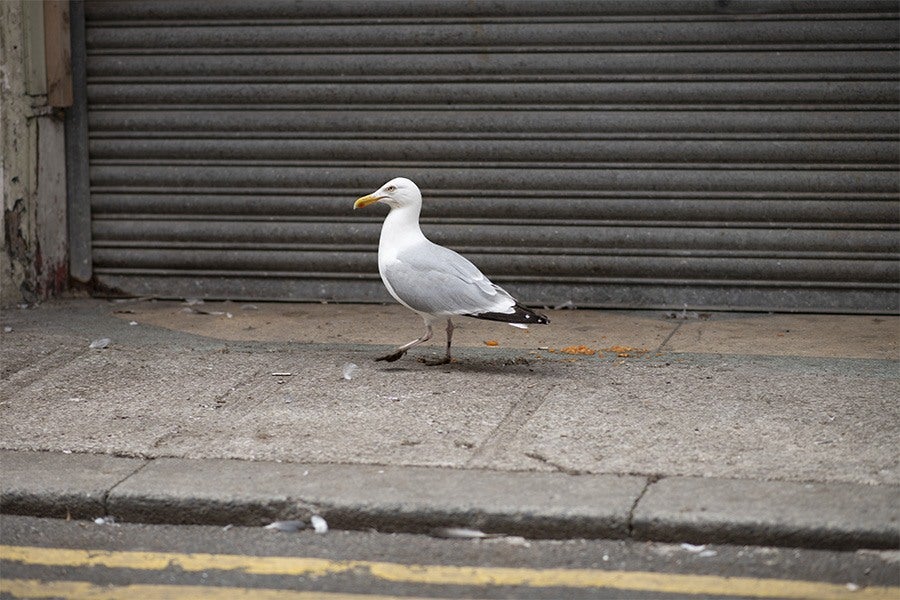 Video Shows Seagull in North End Devouring Rat Whole