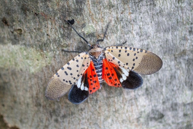 Mass. Officials: Be on the Lookout for the Evil Spotted Lanternfly