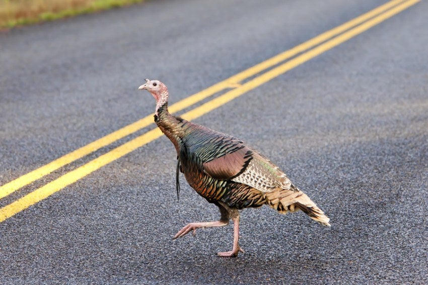 Watch a New Hampshire Turkey Help His Buds Cross the Street in Traffic