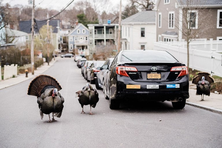 Photos: Are Wild Animals Taking over Boston During the Pandemic?