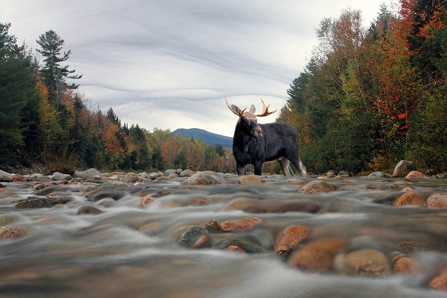 The Best Places to Spot Moose around New England This Fall