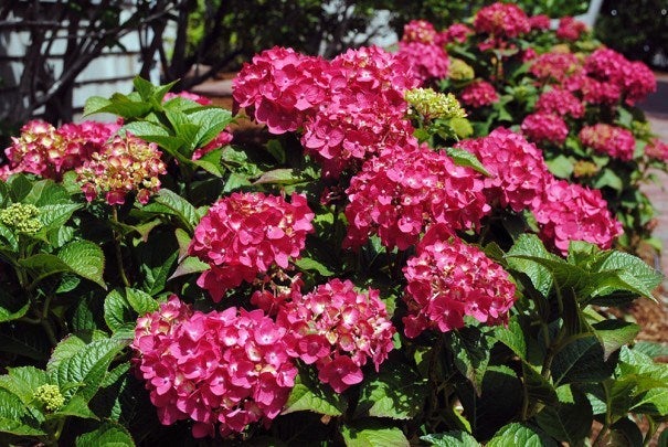It's Time to Prune Your Hydrangeas, Per the Hydrangea Whisperer